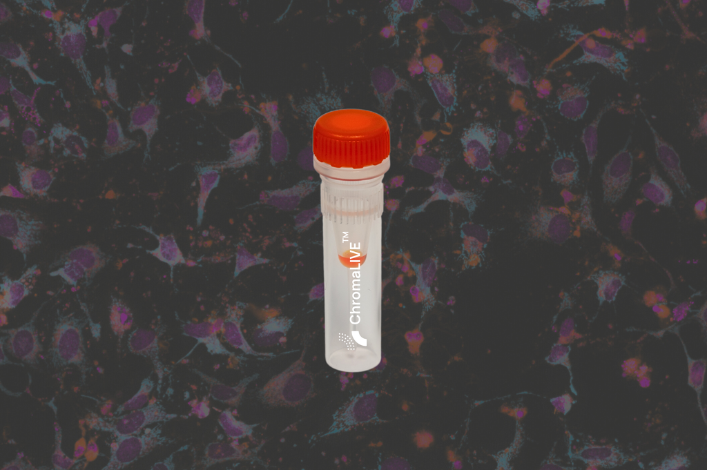 High-Throughput Live Cell Painting Data Analysis with CellProfiler ...